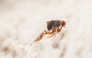 How Dangerous Is It to Have Fleas in My Allen, TX Home?